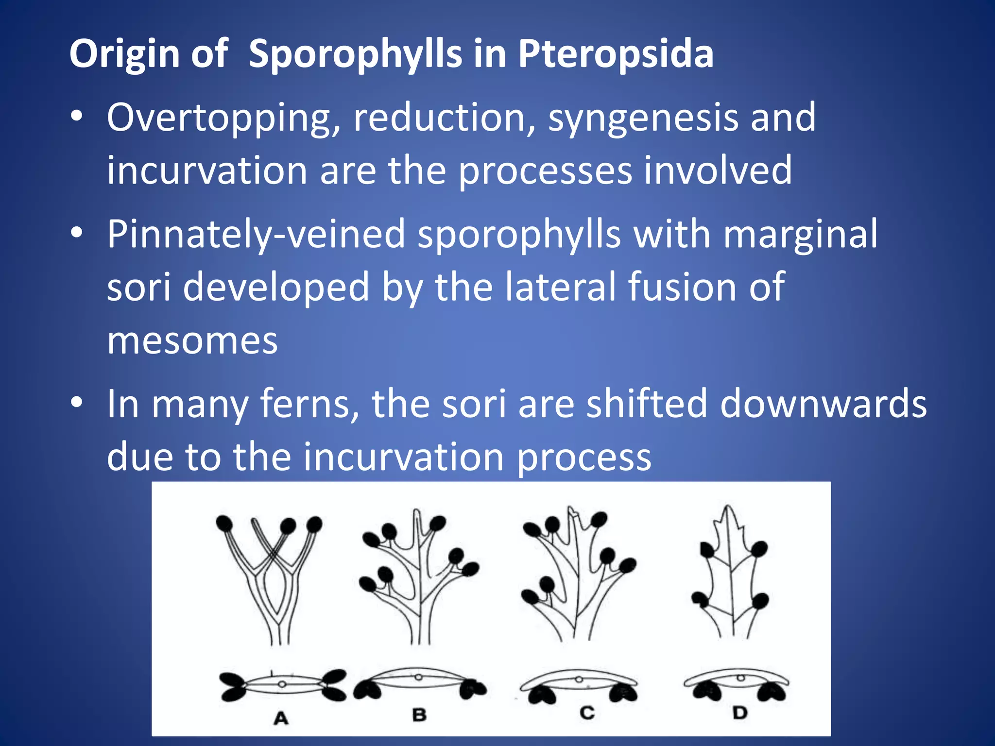 Telome Theory | PPTX