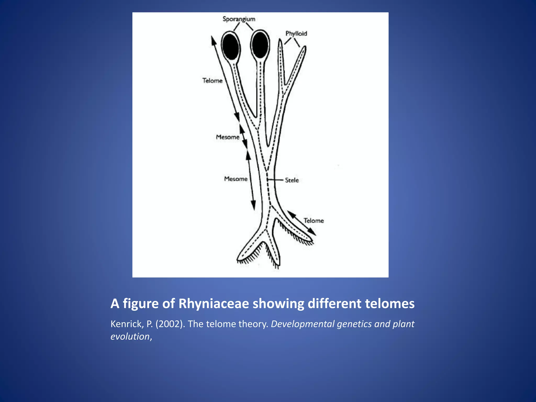 Telome Theory | PPTX