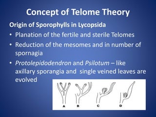 Telome Theory | PPTX