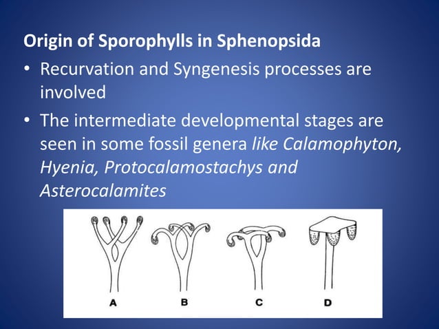 Telome Theory | PPTX