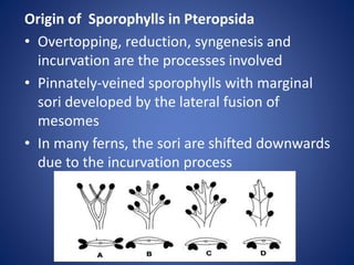 Telome Theory | PPTX