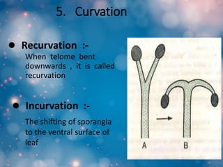 TELOME THEORY.PPT.pptx