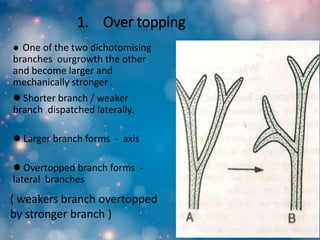 TELOME THEORY.PPT.pptx