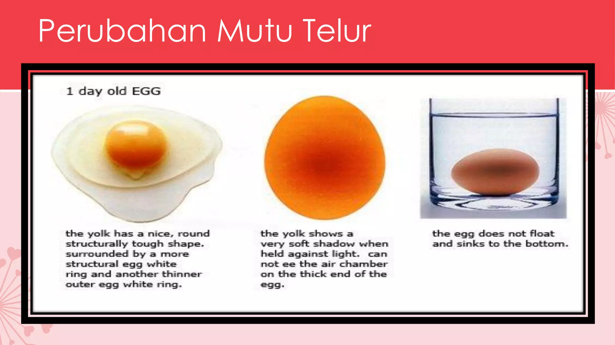 Telur | PDF