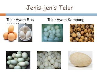 Telur.pptx