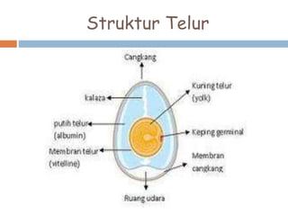 Telur.pptx
