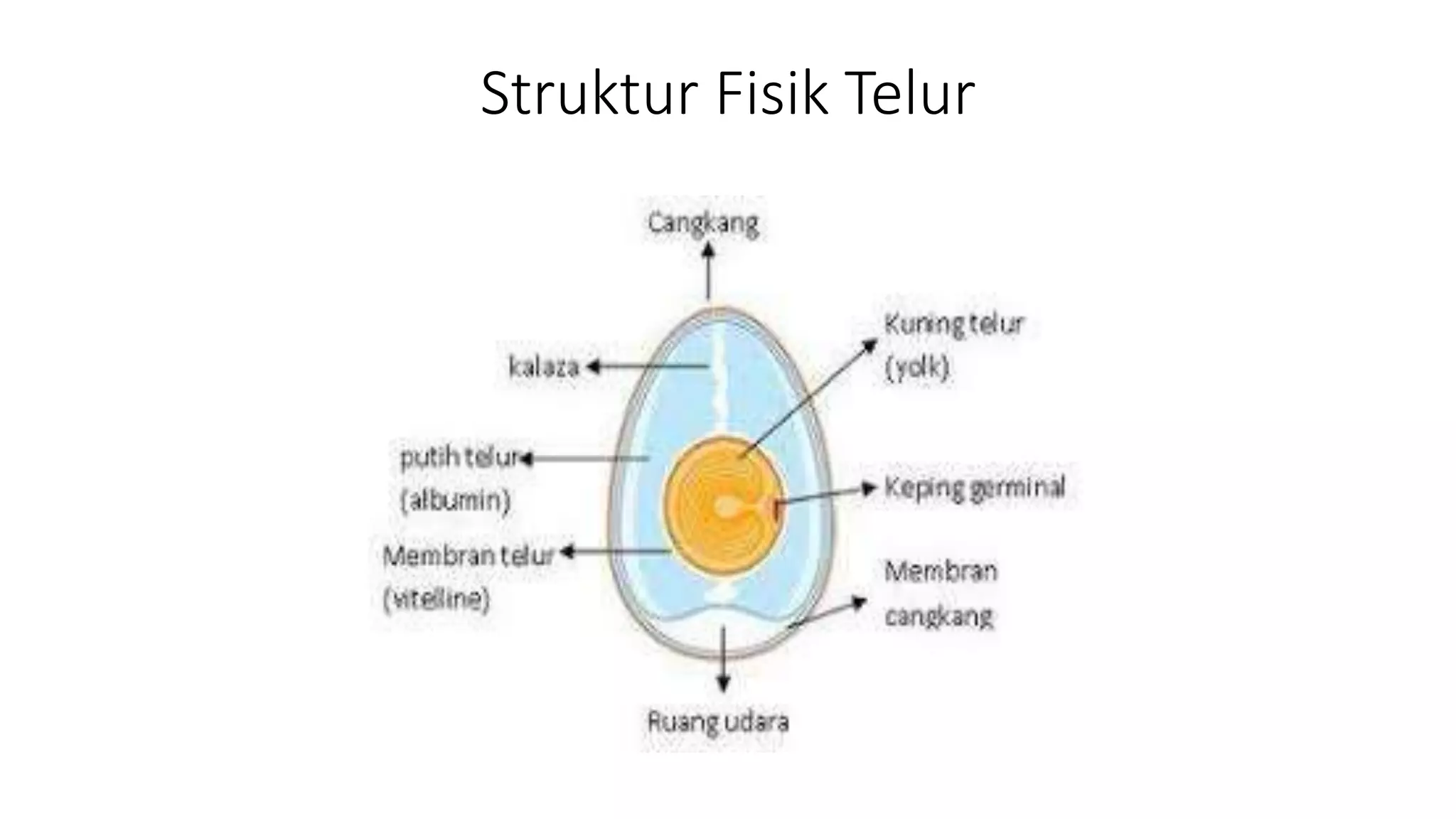 Telur dan Hasil Olahannya.pptx