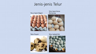 Telur dan Hasil Olahannya.pptx