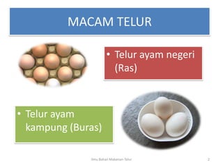 IBM1_Pengantar Telur | PDF