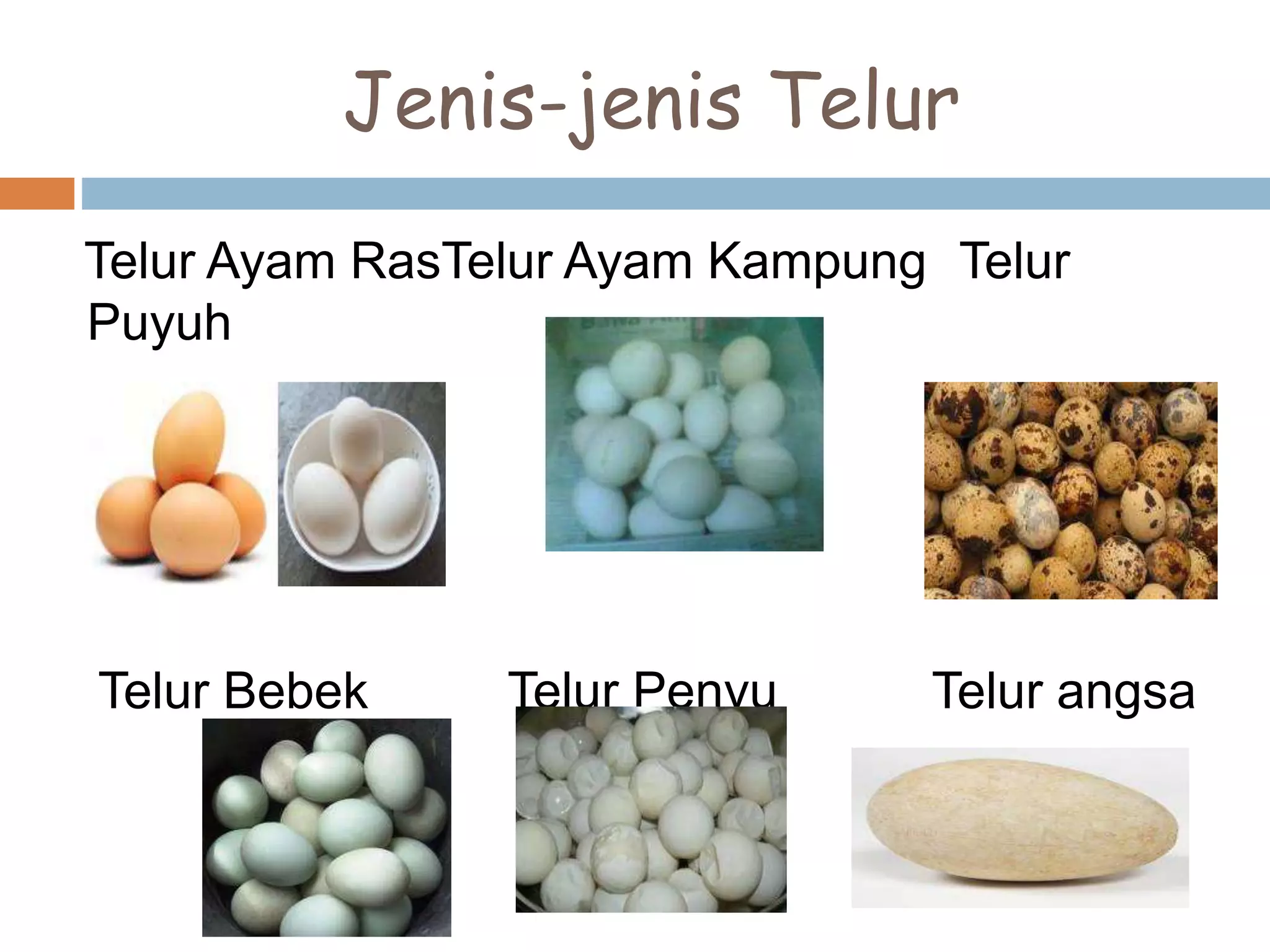 Telur persentasiii.pptx