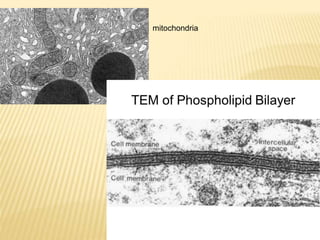 Transmission Electron Microscopy | PPTX