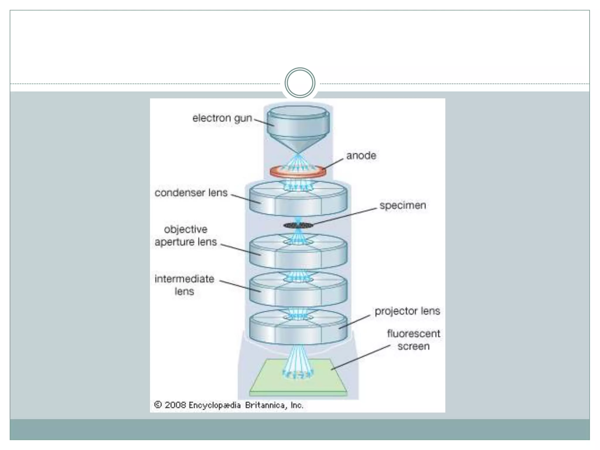 transmission Electron Microscopy (Tem) | PPTX