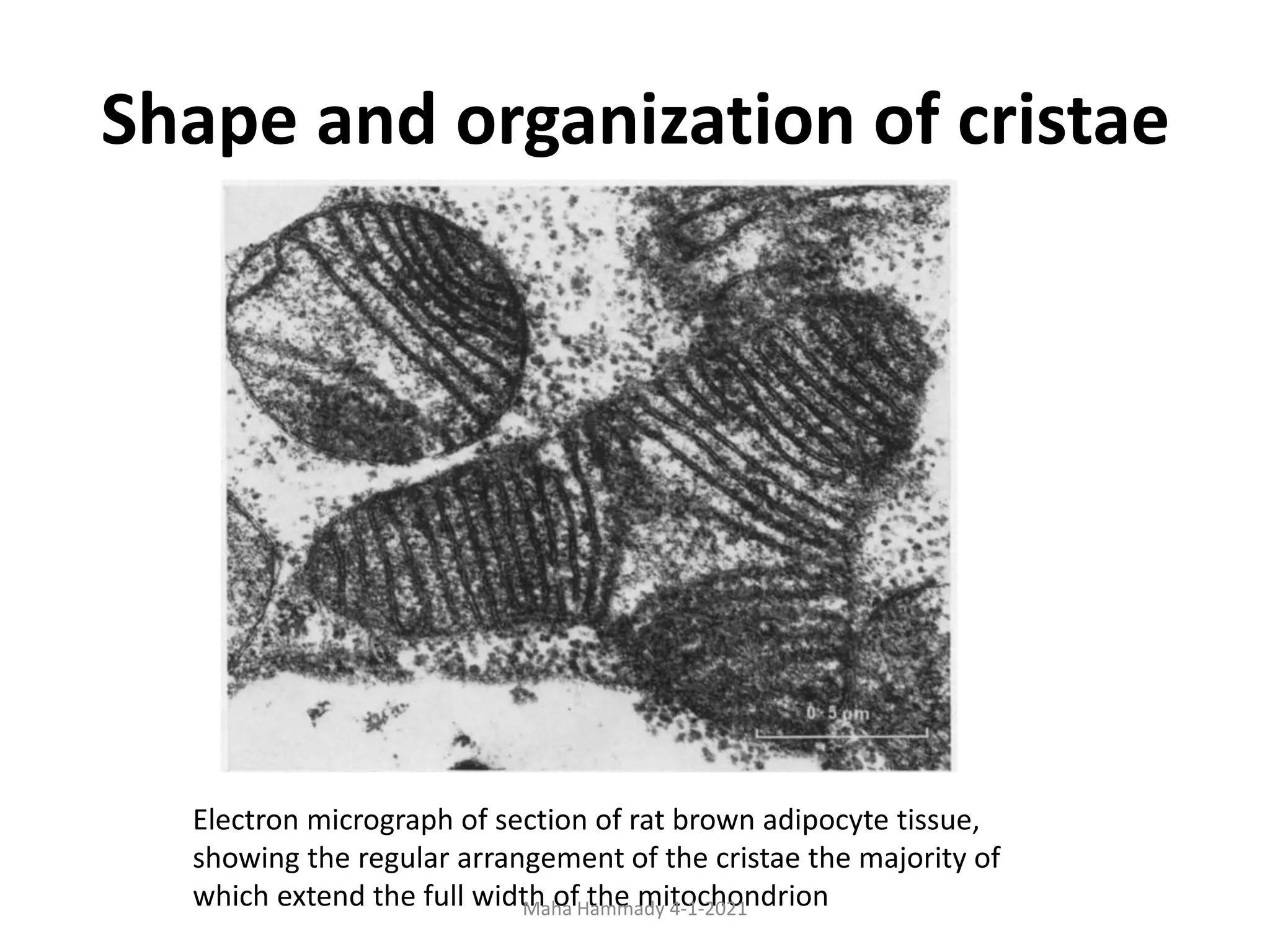 Transmission Electron Microscopy | PPT