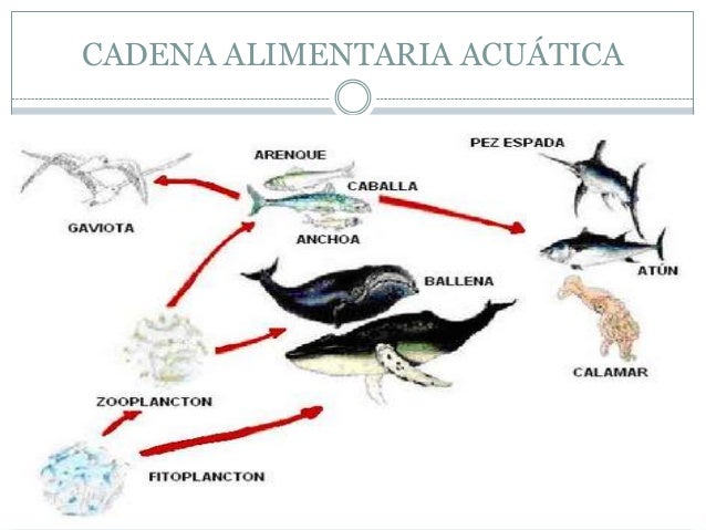 Imagenes de una cadena alimentaria acuatica - Imagui