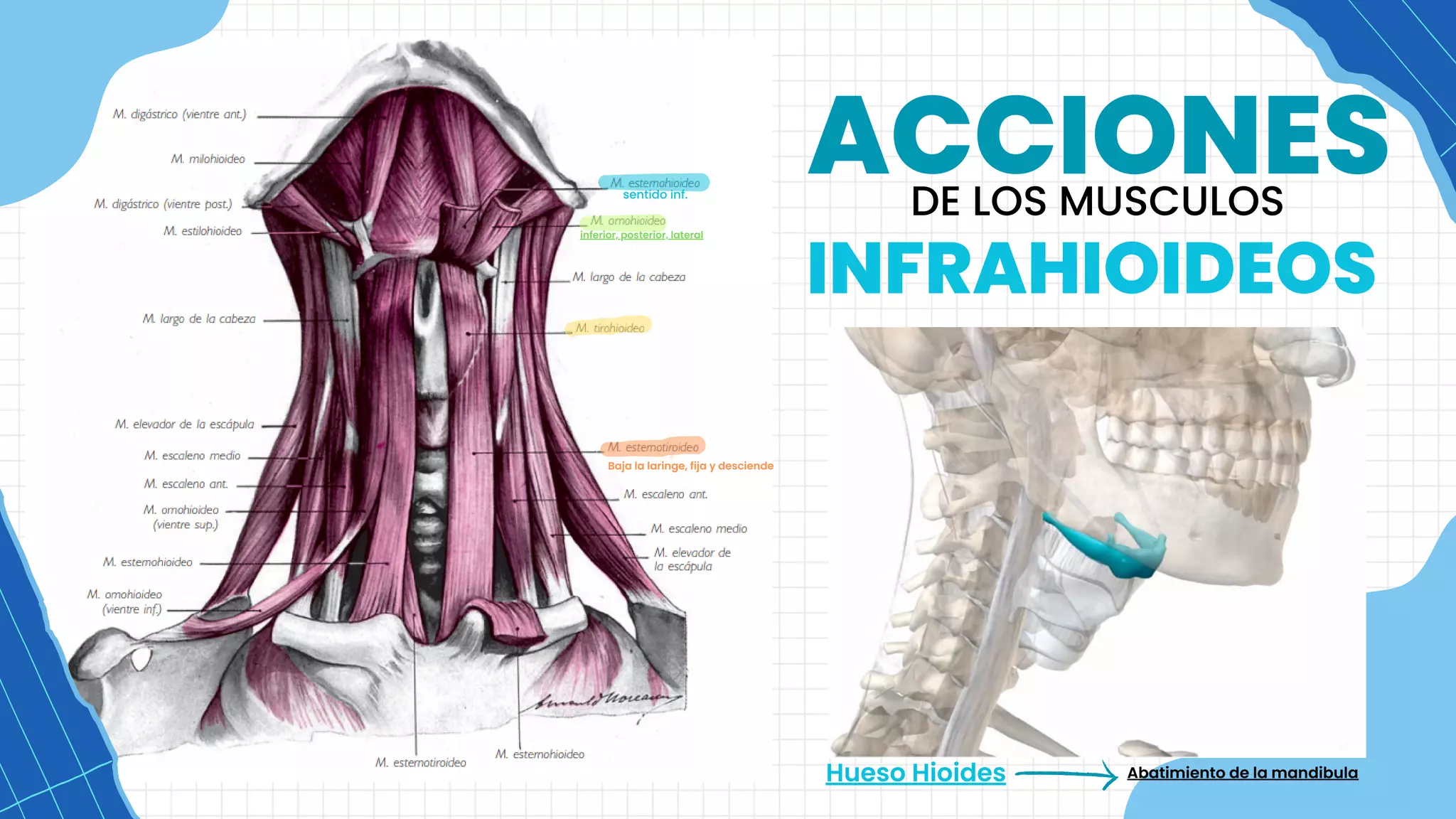 Tema . Musculos Infrahioideos.pdf