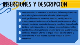 Tema . Musculos Infrahioideos.pdf