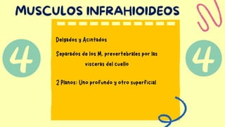 Tema . Musculos Infrahioideos.pdf
