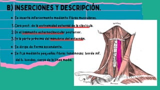 Tema . Musculos Infrahioideos.pdf