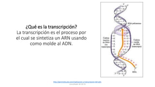 Tema 50 Bases moleculares de la transcripción; estructura y función del ...