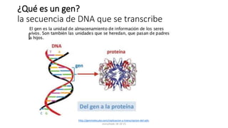 Tema 50 Bases moleculares de la transcripción; estructura y función del ...
