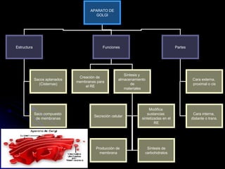 Tema 6. Estructura De La CéLula | PPT