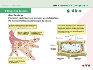 Tema 8-citosol-y-citoesqueleto | PPS