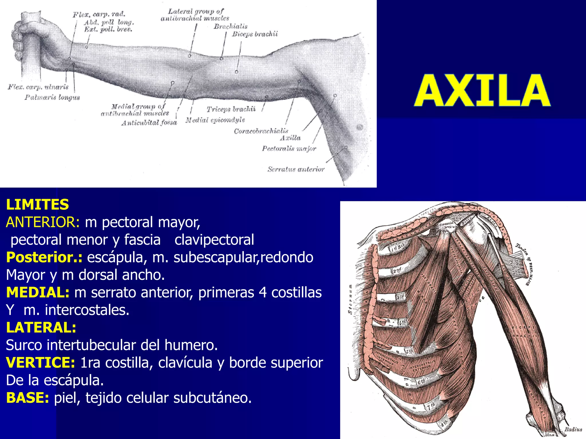 tema-8-miembro-superior-axila-plexo-braquial.ppt