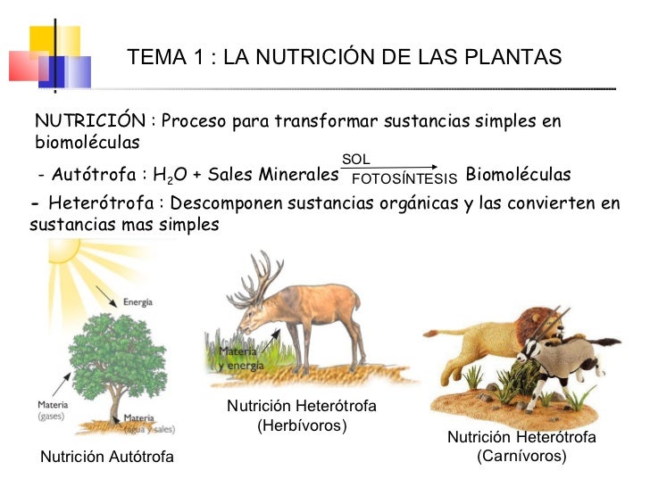 Tema 01 La Nutrición De Las Plantas