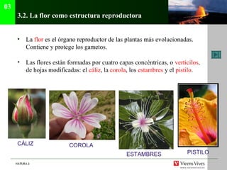 Tema 03 (La Reproducción de las Plantas) | PPT