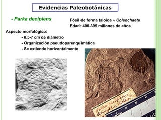 TEMA ORIGEN DE LAS PLANTAS TERRESTRES TEMA 6 | PPT