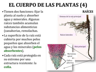 Tema08 plantas | PPTX