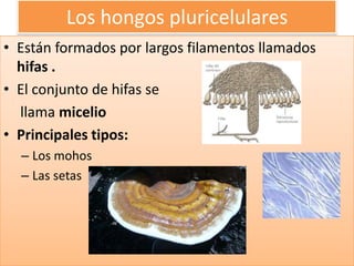 Tema 09 los hongos | PPTX