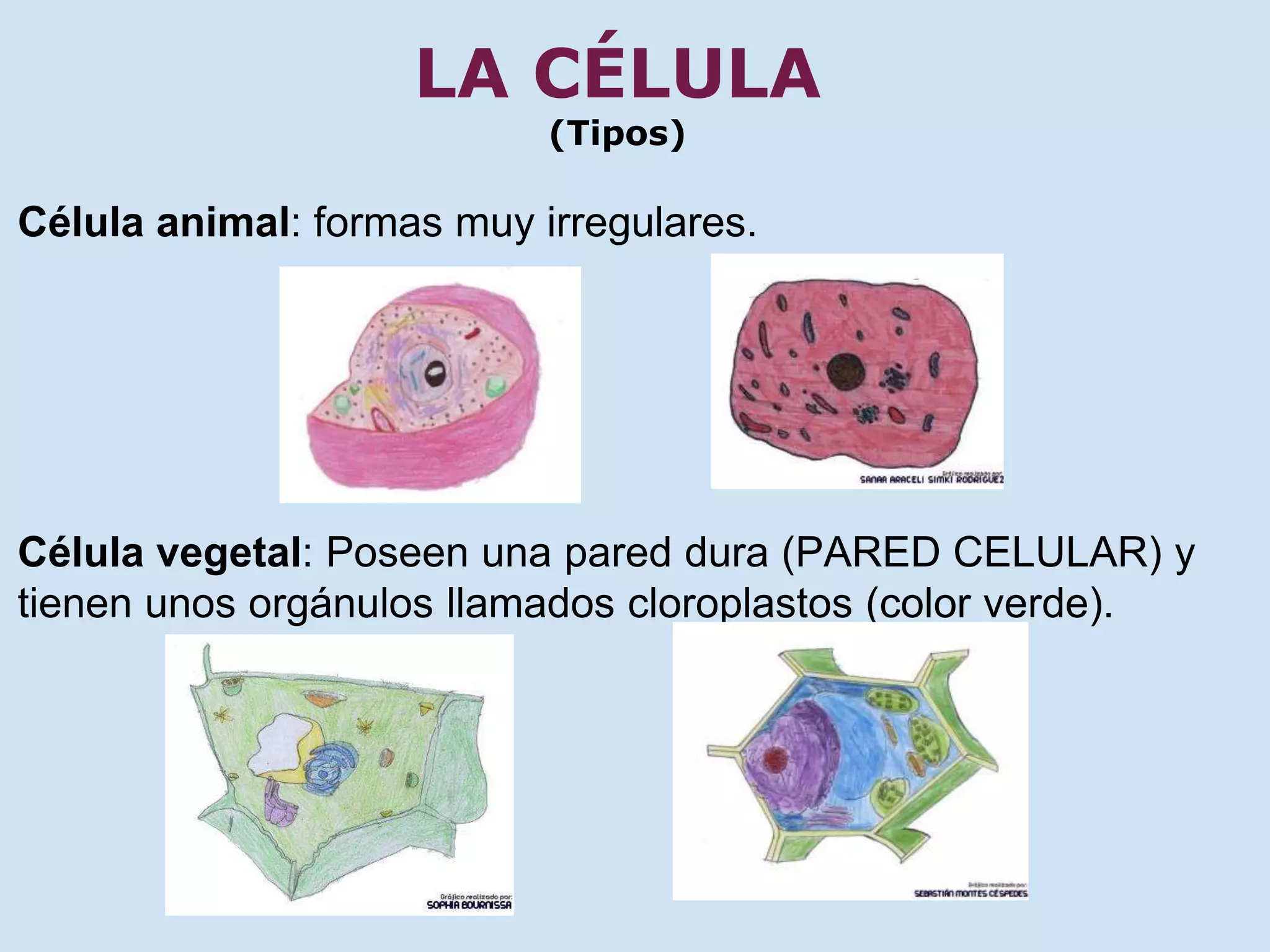 Tema 1. SERES VIVOS Y CÉLULA | PPT
