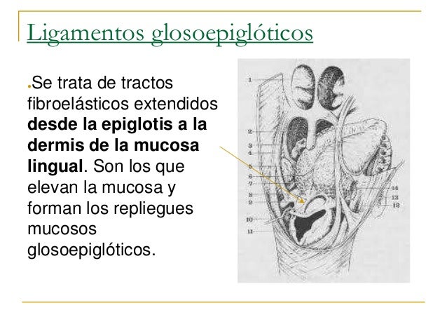 Tema 1. anatomía de la laringe. parte iv.ppt