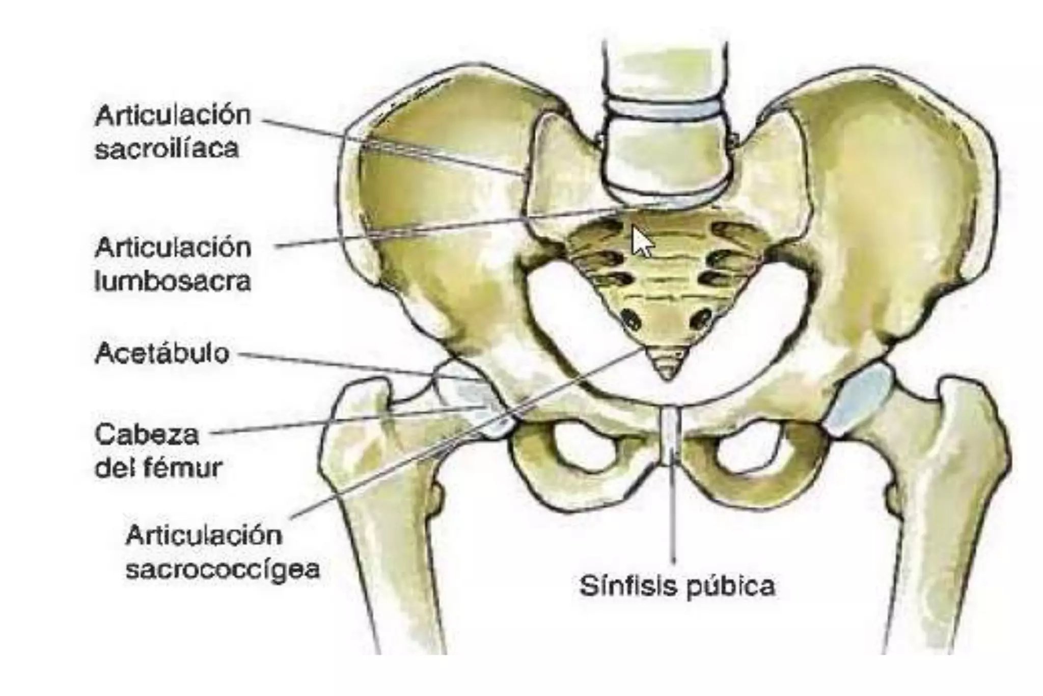 Tema 1. anatomia de la pelvis. | PPTX | Pregnancy | Reproductive Health