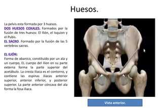 Tema 1. anatomia de la pelvis. | PPTX