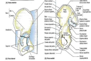 Tema 1. anatomia de la pelvis. | PPTX