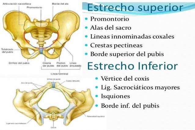 Tema 1. anatomia de la pelvis.
