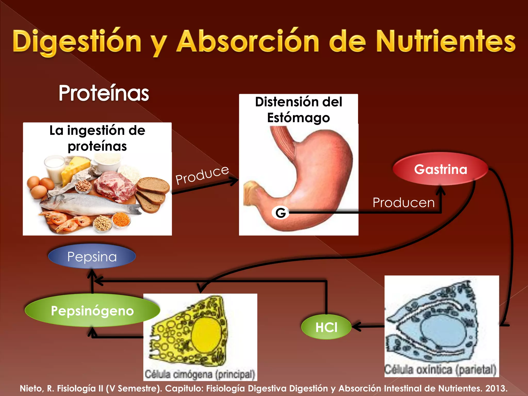 Mezclas enterales: digestión y absorción de nutrientes | PPT