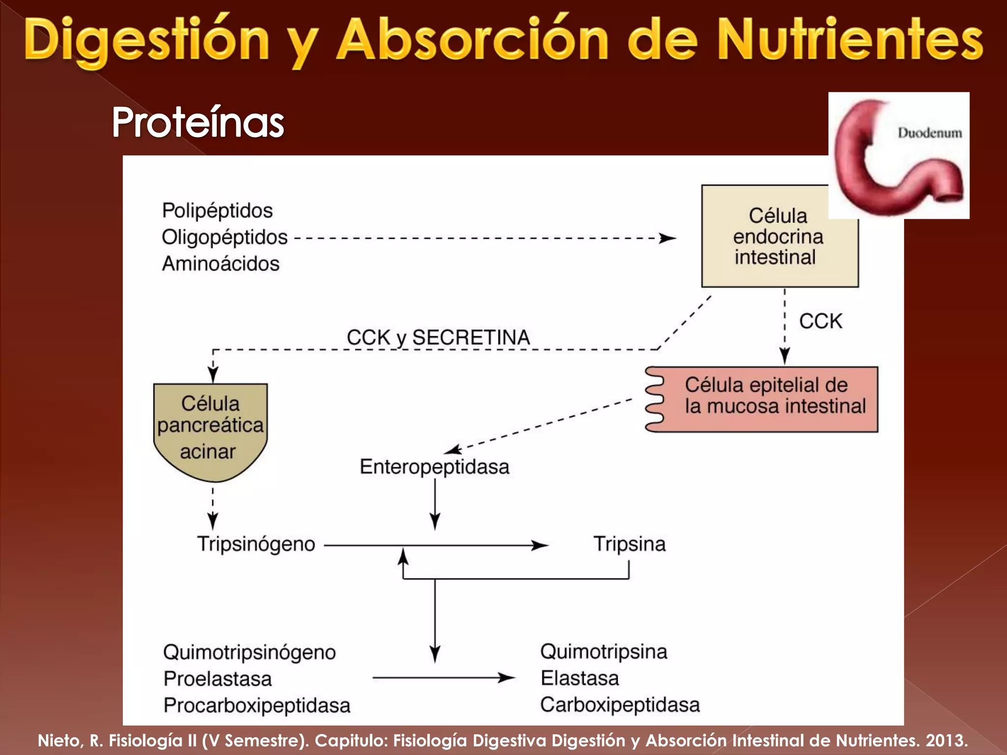 Mezclas enterales: digestión y absorción de nutrientes | PPT