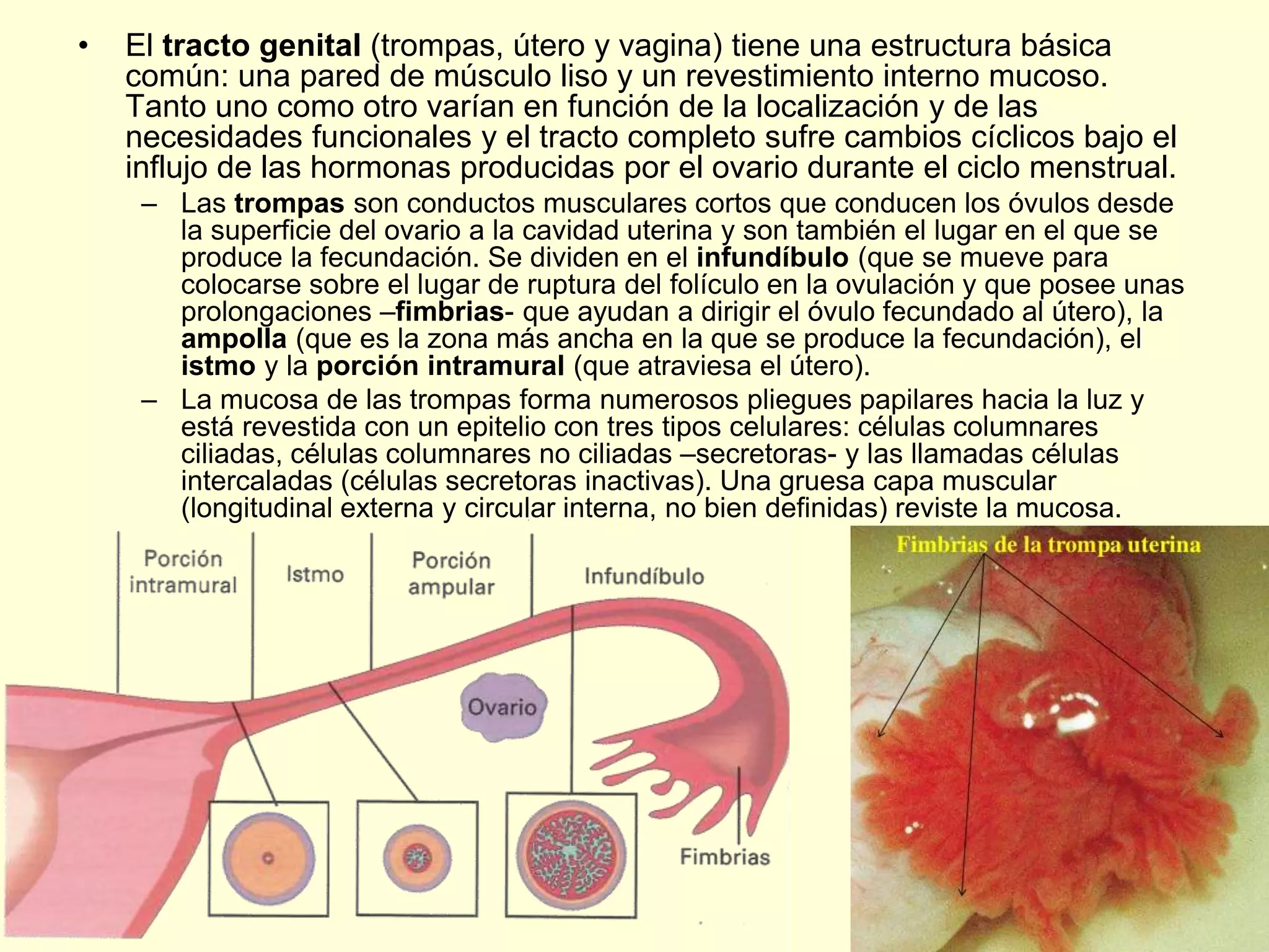 Tema 1. Citología Ginecológica. Características morfológicas y ...