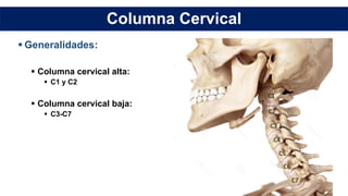 Anatomía de columna cervical | PPTX