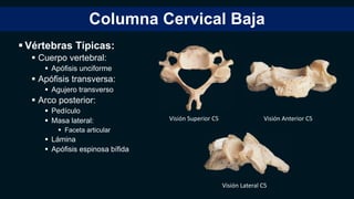 Anatomía de columna cervical | PPTX