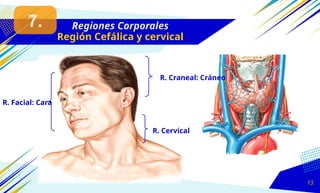TEMA 1.- RECUENTO ANATOMICO PARA APRENDER BÁSICO | PPTX