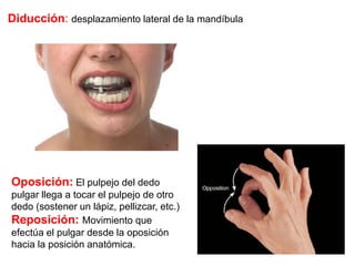 Tema 1. LA INTRODUCCIÓN A LA ANATOMÍA.pdf