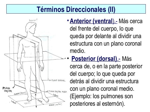 Plano Inter No Cuerpo Humano Glosario Anatómico Morfofisiologia