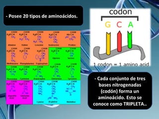 Tema 1 biologia molecular | PPT