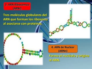 Tema 1 biologia molecular | PPT