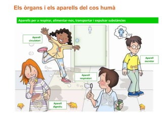 Tema 1: El nostre cos (versió revisada) | PPT