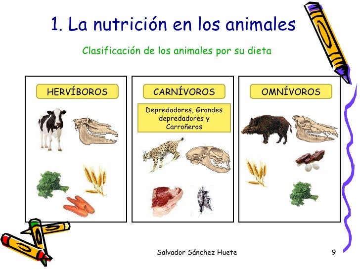 Animales Segun Su Alimentacion Activity Caracteristicas De Los – eroppa Animales Segun Su Alimentacion Activity Caracteristicas De Los – eroppa